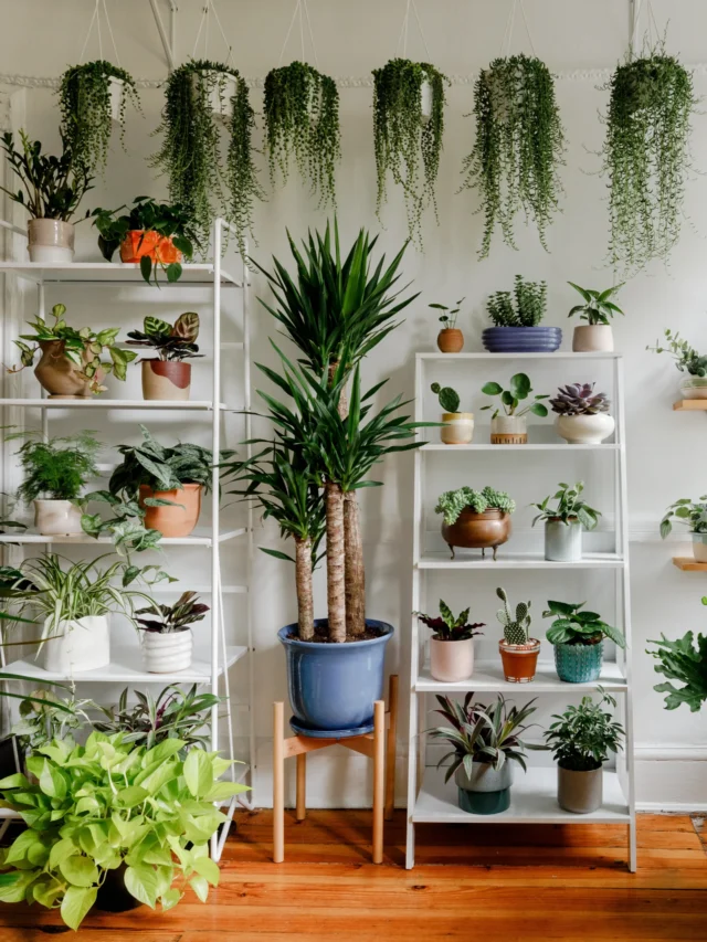 Enhance Your Living Space With 10 Indoor Plants - Aarsun