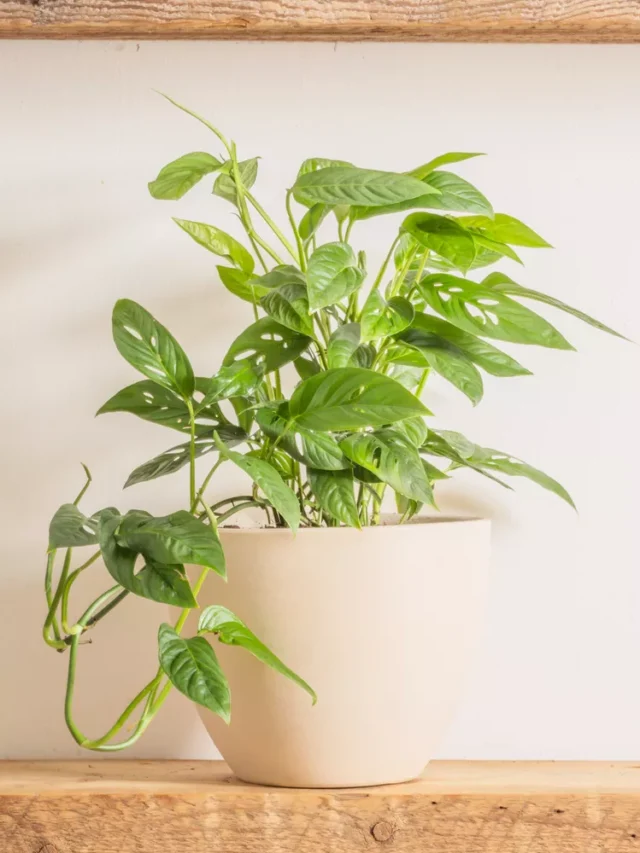 7 Best Indoor Vining Plants to Create a Jungle Feel - Aarsun